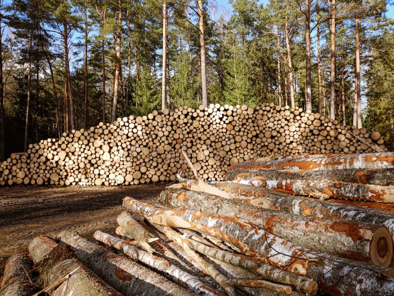 Big Pile of Freshly Cut Logs in a Forest. Massive Deforestation Stock ...