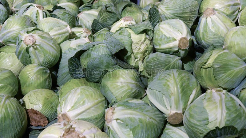 Big Pile of Green Fresh Cabbage in the Refrigerated Warehouse Stock ...
