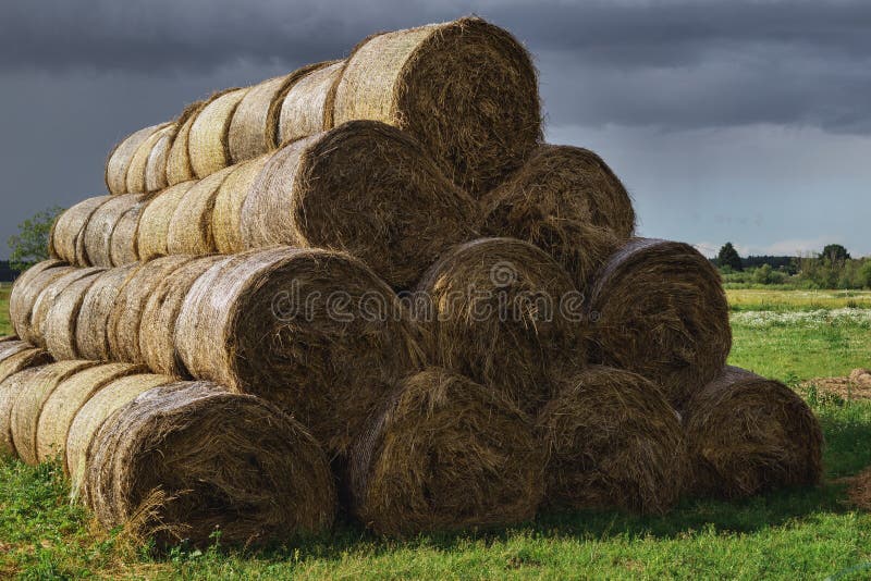Big Pile of Haystacks on the Farm Stock Photo - Image of scenery ...