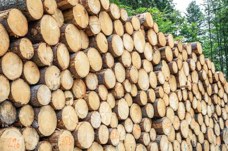 A big pile of logs. stock photo. Image of deforestation - 315817328