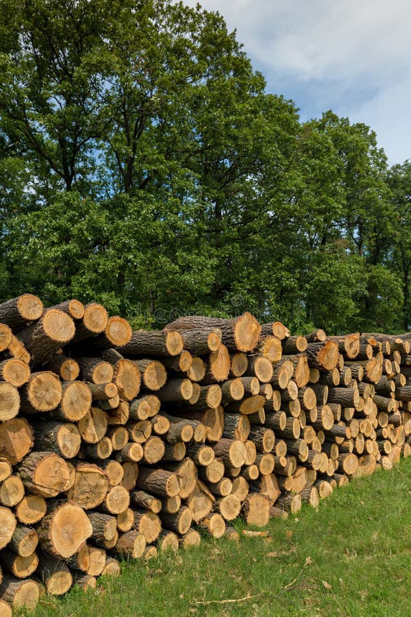 Big Pile of Oak Wood in a Forest Stock Image - Image of leaf, stack ...
