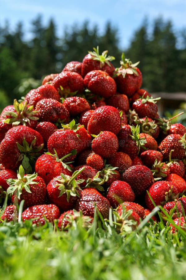A pile of strawberries stock photo. Image of fruit, material - 13577010