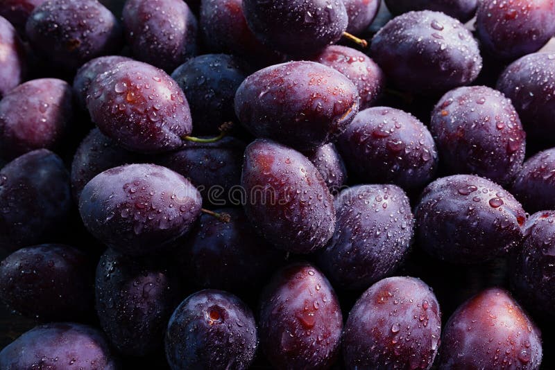 Big Pile of Ripe Blue Plums Freshly Washed, Still Wet with Water Drops ...