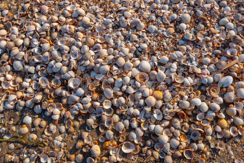 Big Pile of Small and Empty White Shells on a Beach.. Stock Image ...
