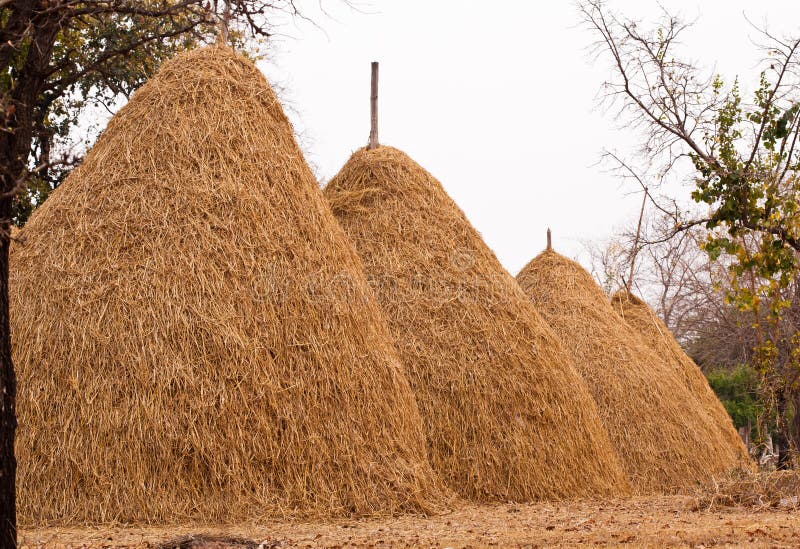Big Pile of Straw stock image. Image of farming, crop - 18688709