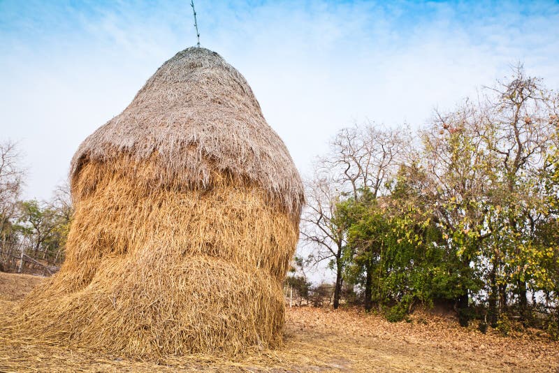 Big Pile of Straw stock image. Image of farming, crop - 18688709