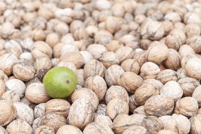 Big pile of walnuts stock photo. Image of naked, background - 129767604