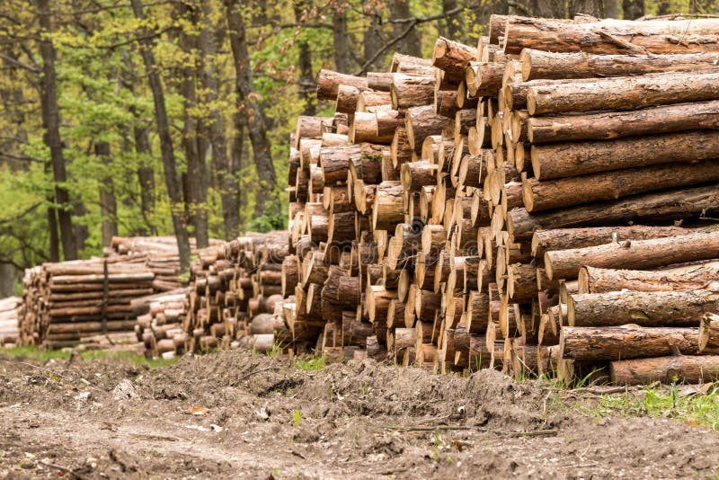 Big pile of wood stock image. Image of forestry, brown - 52869995