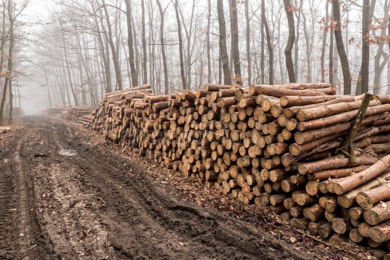 Big pile of wood stock image. Image of logging, woodpile - 42104125