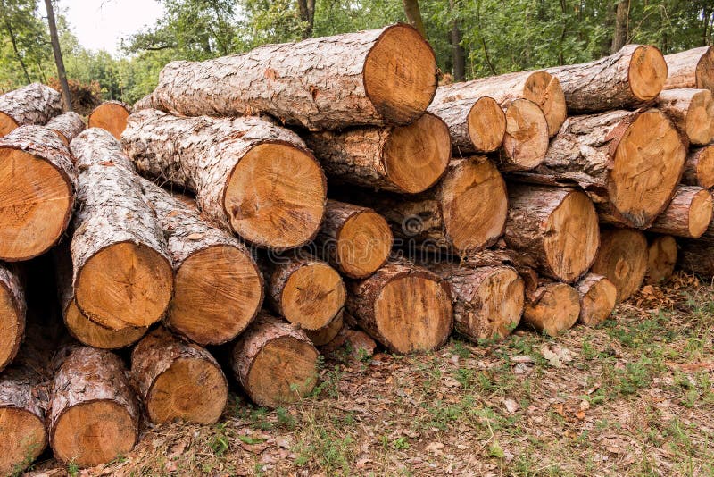 Big Pile of Oak Wood in a Forest Stock Image - Image of horizontal ...