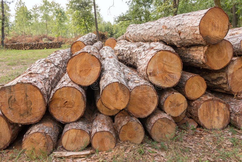 Big Pile of Oak Wood in a Forest Stock Image - Image of horizontal ...
