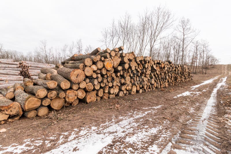 Wood-pile stock photo. Image of forest, stack, brown - 17523956