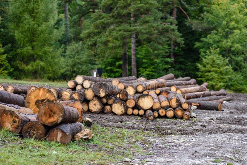 A Big Pile of Wood in a Forest Road Stock Photo - Image of logpile ...