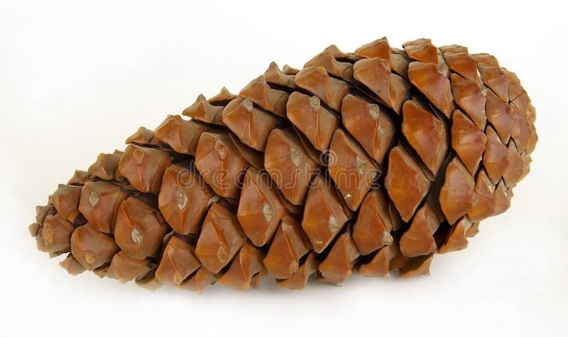 Big pine cone stock image. Image of nature, detail, brown - 2988947
