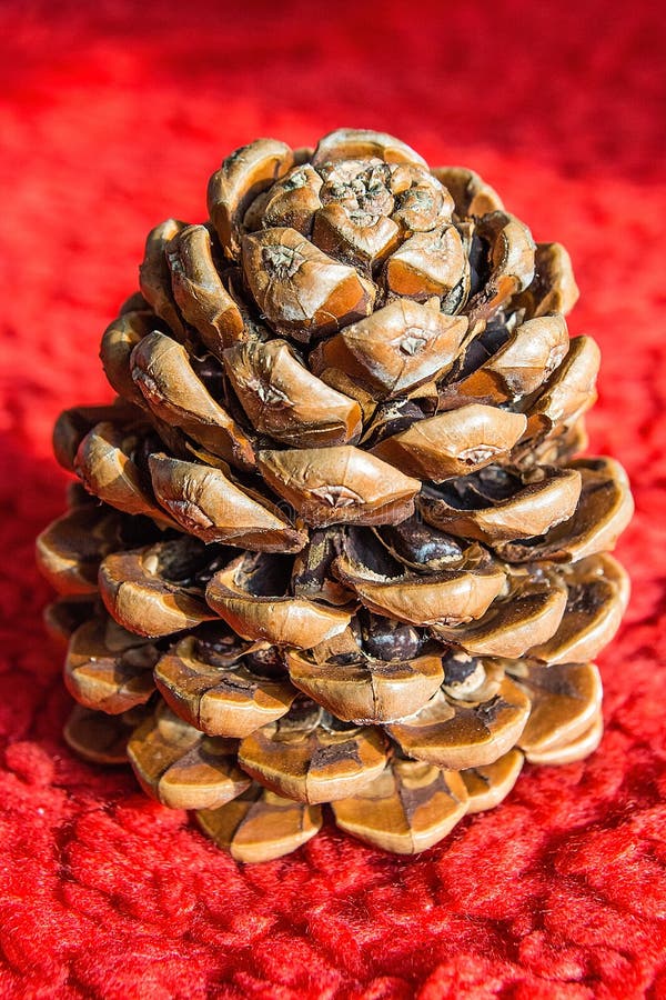 Big Pine Cone on the Red Fabric Stock Image - Image of wooden, nature ...