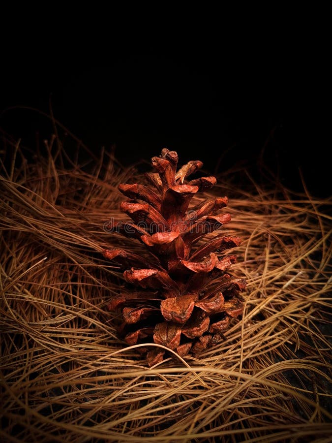 A Big Pine Cones on the Black Background Stock Image - Image of cedar, brown: 310414311
