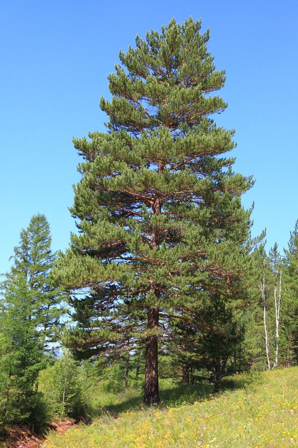 Big pine stock image. Image of blue, edelweiss, bright - 125653157