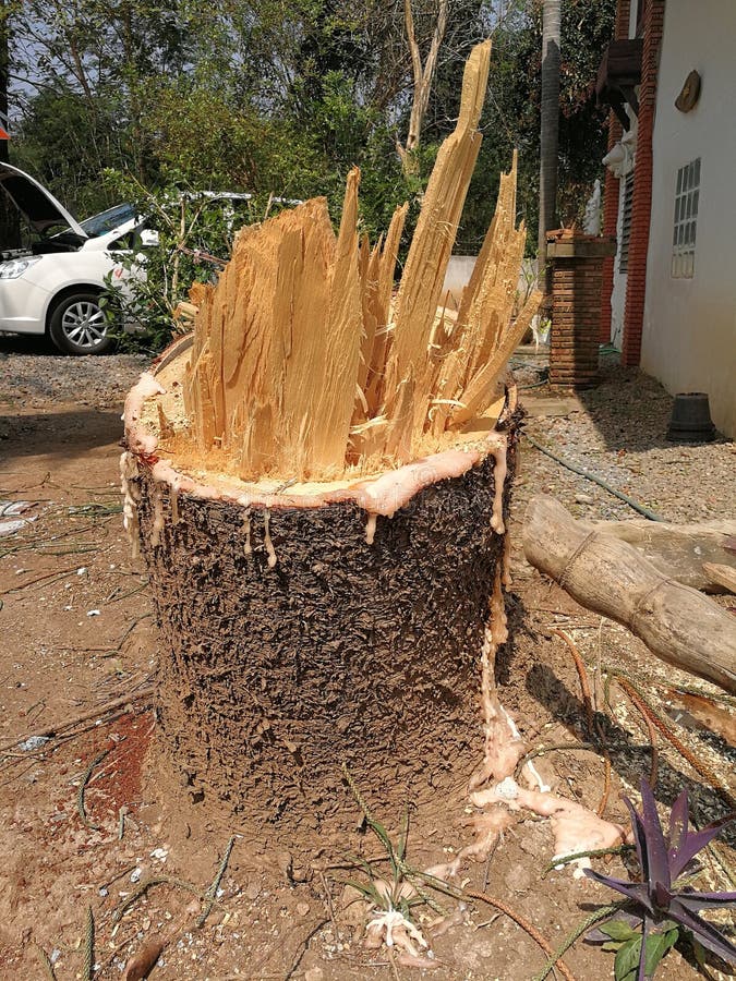 Big Pine Stump from Gardener Cutting Stock Photo - Image of lumber ...