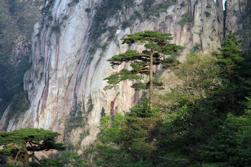 Big pine tree stock image. Image of china, peak, range - 25029073