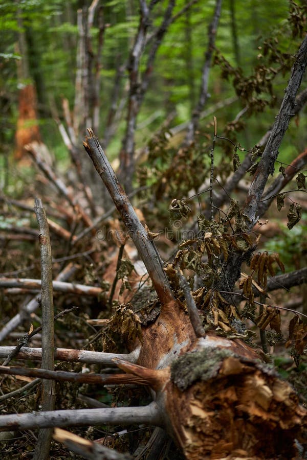 Big Pine Tree Broken by Storm Stock Photo - Image of flora, mountain ...