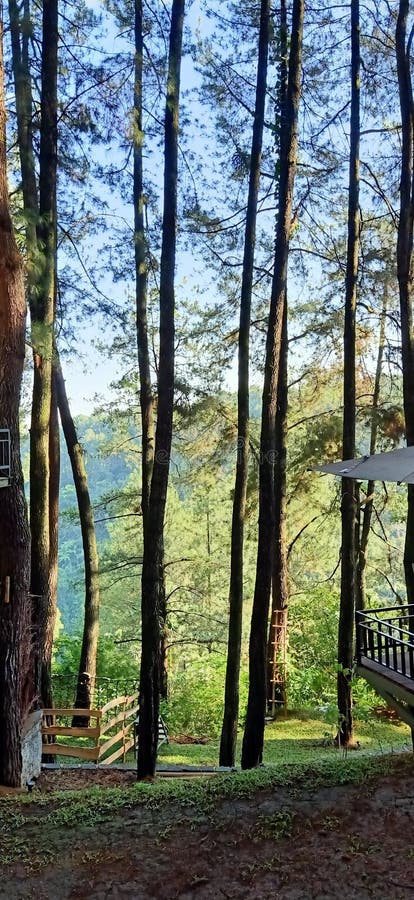 Big Pine Tree in the Forest Stock Photo - Image of woodland, pine ...