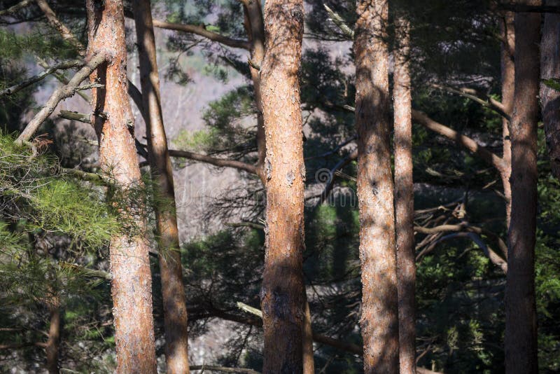 Beautiful Big Old Pine Tree on a Sunny Autumn Day Stock Image - Image ...