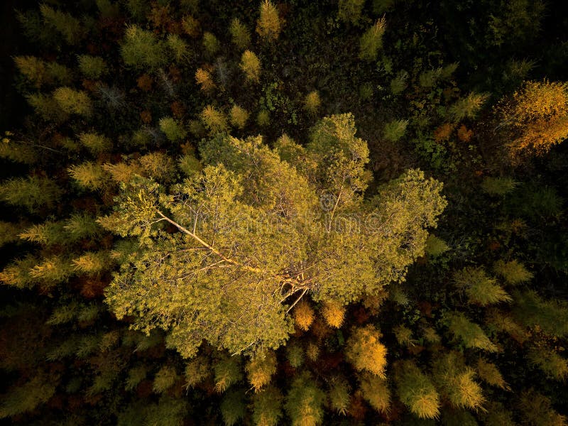 Big Pine Tree Grows in the Forest between Trees Stock Photo - Image of ...