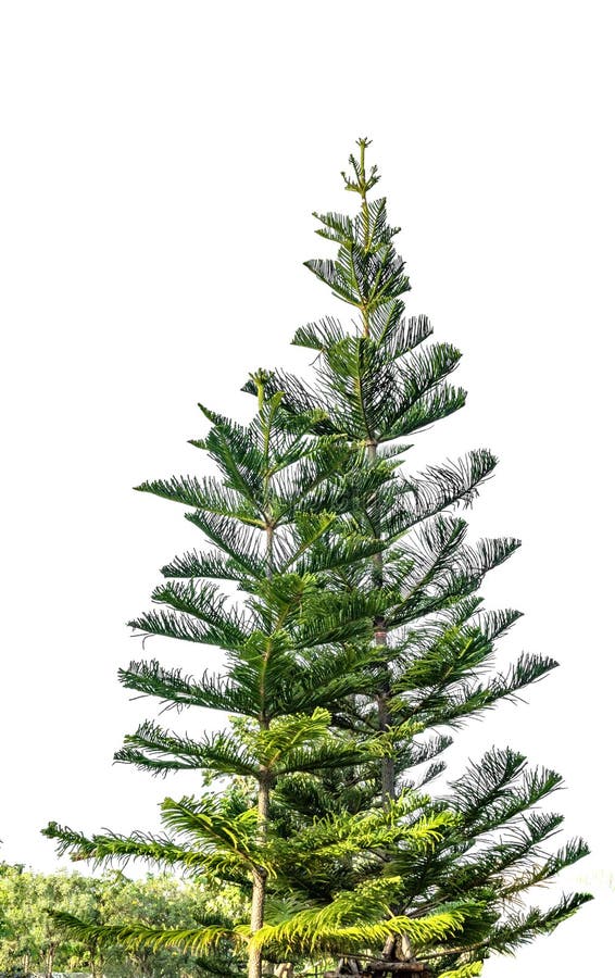 Big Pine Tree in the Natural Parkland. Stock Image - Image of evergreen ...