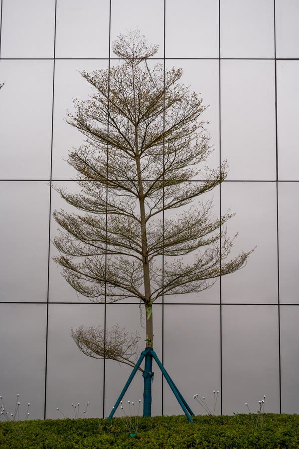 A Big Pine Tree Next To a City Building Stock Photo - Image of leaf ...