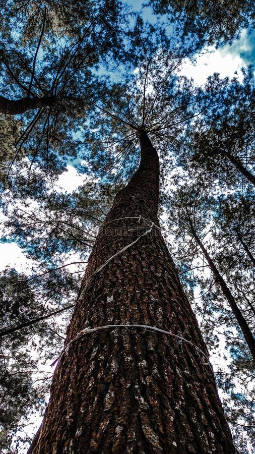 Big Pine Tree Trunk Texture from Bottom To Top Stock Photo - Image of ...