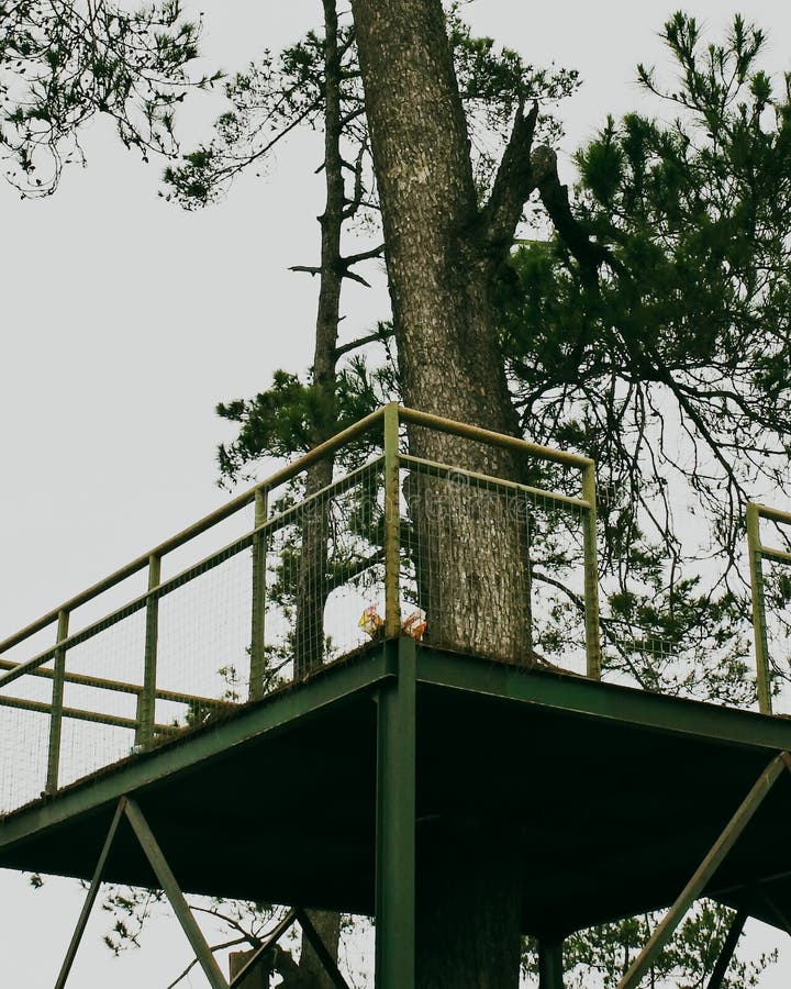 Big Pine Tree. Which is Surrounded by Tall Iron for People To See the ...