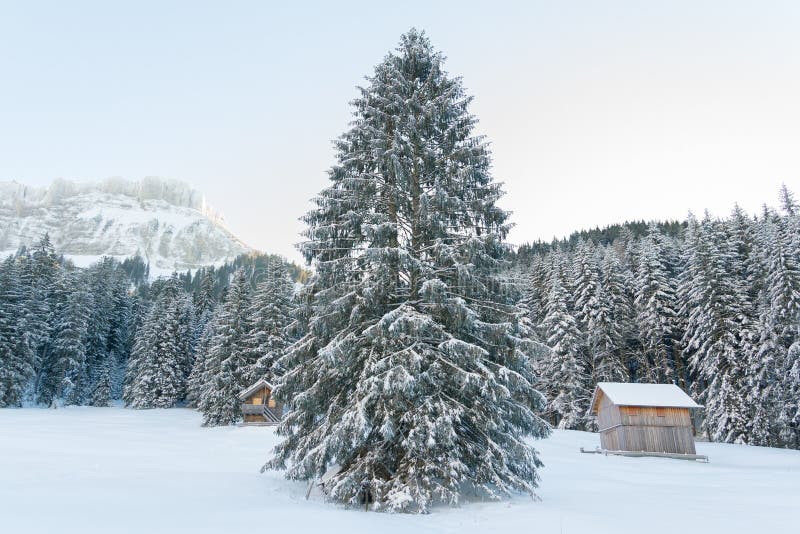 Big pine tree in winter stock photo. Image of snowy, cottage - 84974808
