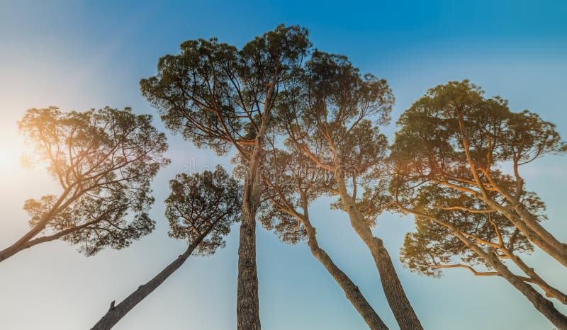 Big Pine Trees stock image. Image of summer, plant, pine - 99119619