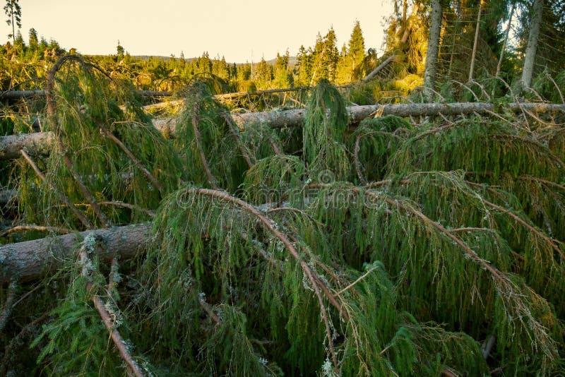 Forest after storm stock photo. Image of covered, aftermath - 102957862