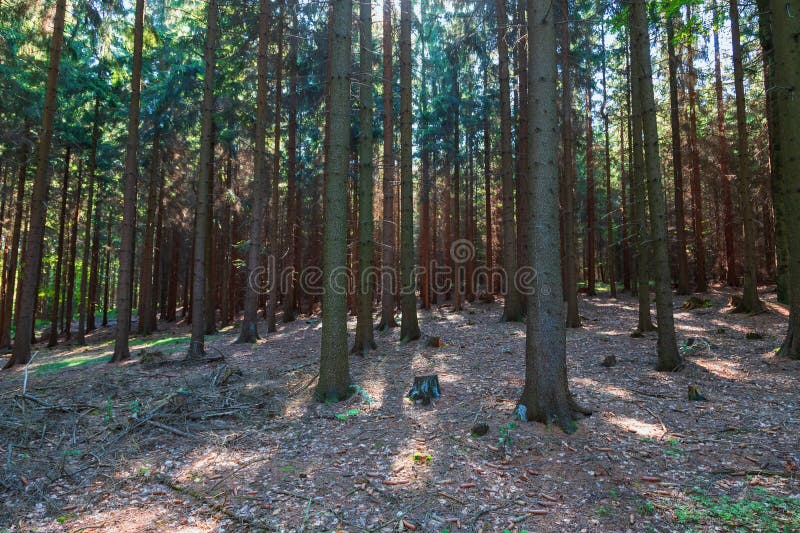 Big Pine Trees in the Forest. There are Tree Stumps in the Forest Stock ...
