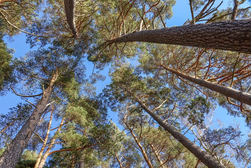 Big Pine Trees in the Woods Stock Photo - Image of landscape ...