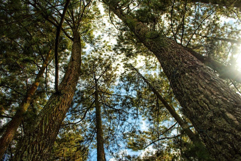 Big Pine Wood in Mountain Tropis Stock Photo - Image of mountain, pine ...