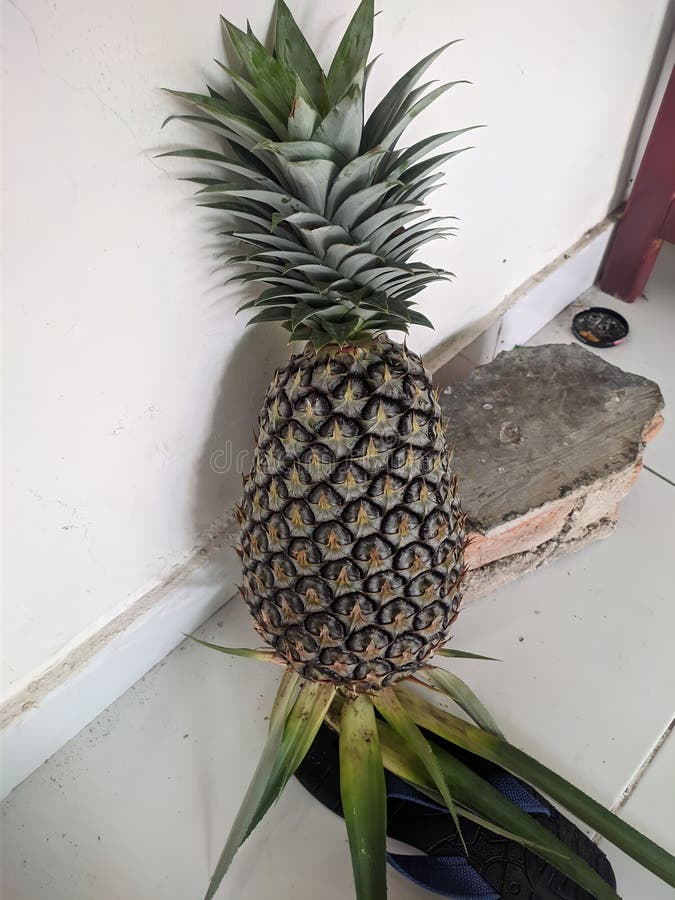 The big pineapple stock image. Image of tree, branch - 264066437