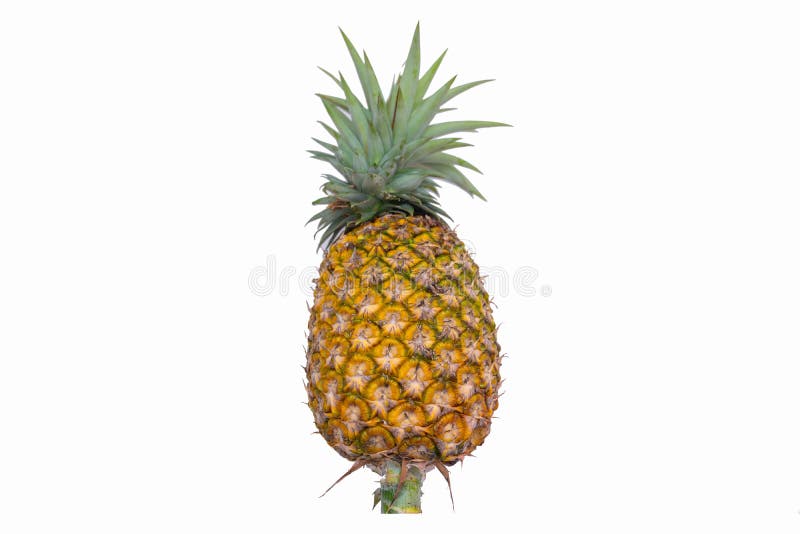 Big Pineapple Fresh from Garden Stock Photo - Image of sour, fruit ...