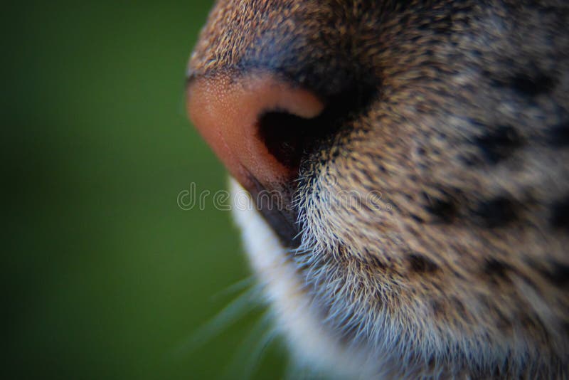 Pink cat nose close up stock image. Image of black, kitten - 194506673