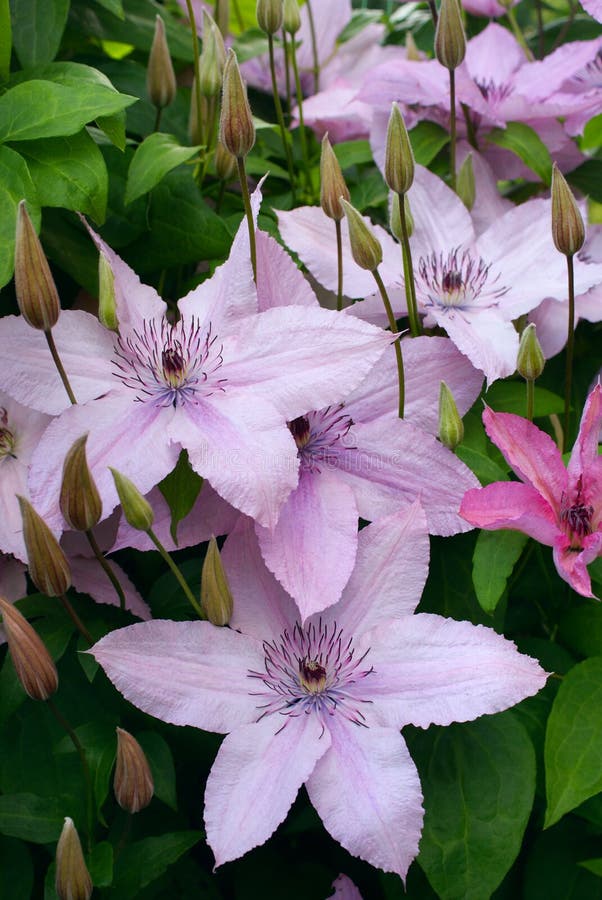 Big pink clematis flowers stock photo. Image of growth - 140810414