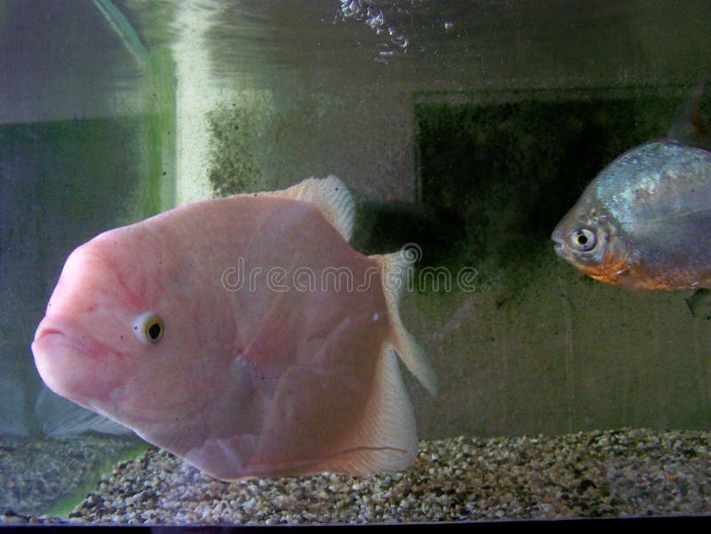 Pink fish stock image. Image of food, fishing, catch, fish - 2480141
