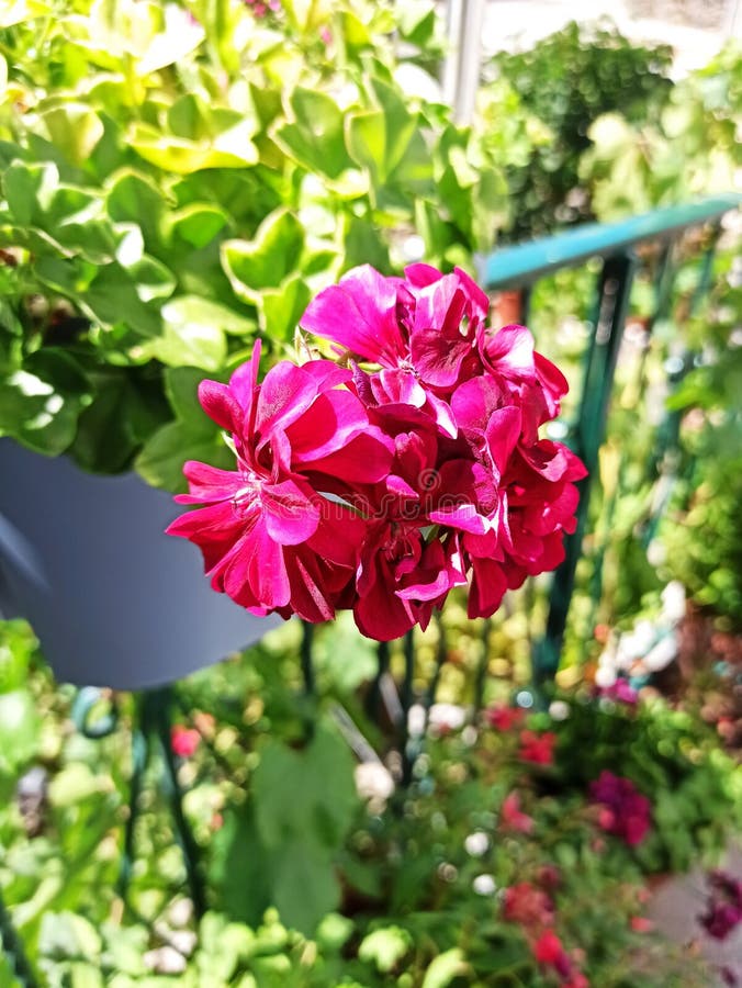 Big pink flower stock image. Image of flower, branch - 200414185