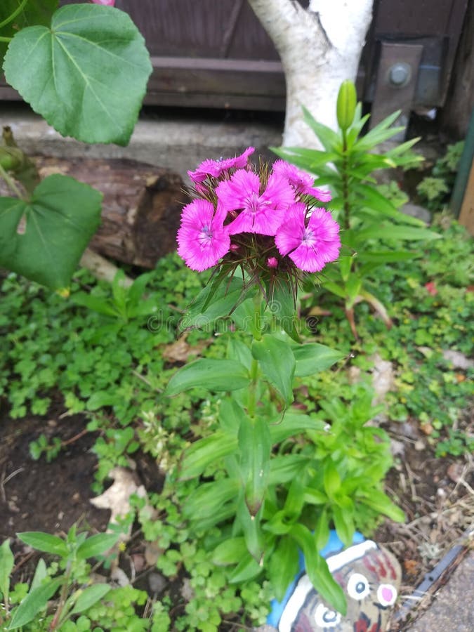 Big pink flower stock image. Image of yard, plant, grass - 219727853