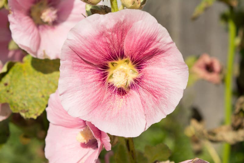 Big Pink Flower. Hibiscus Rose Mallow Cultivated As Ornamental Plants ...