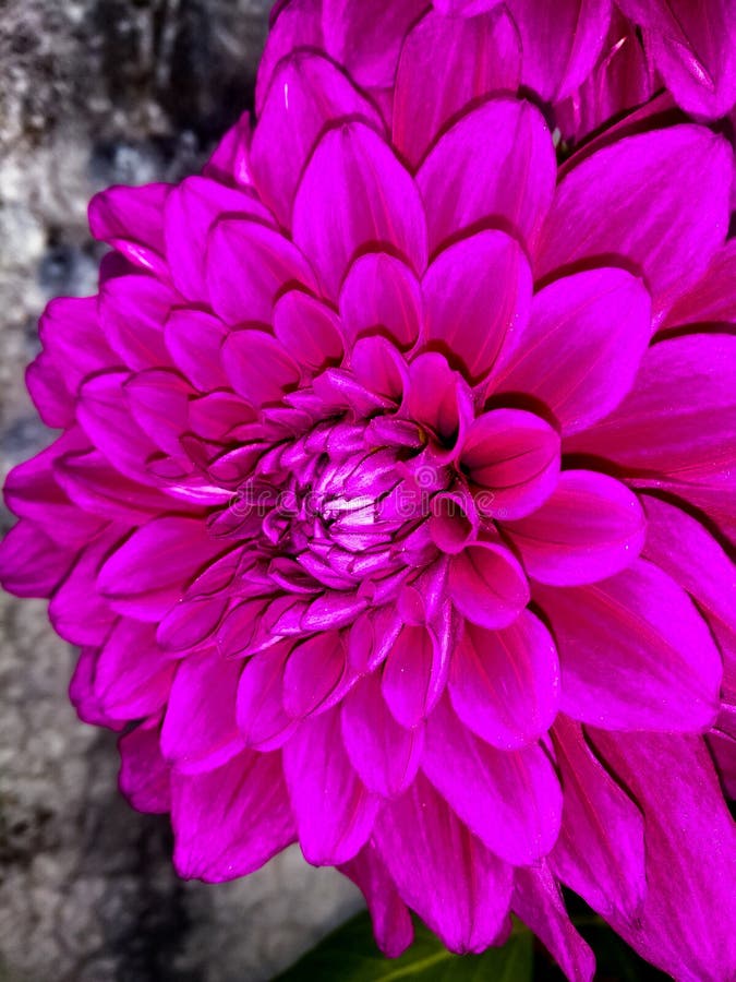 The big pink flower stock photo. Image of night, pink - 168740628