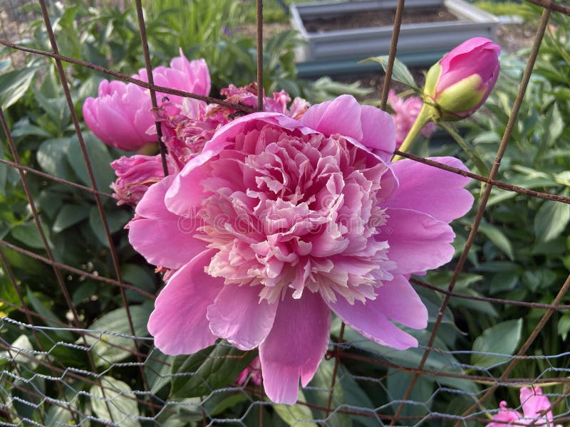 Big Pink Flower in the Garden in Spring in May Stock Image - Image of ...