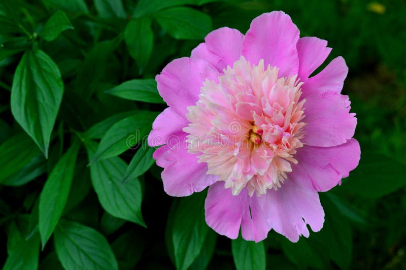 Big pink flower stock photo. Image of leaves, flower - 118093098