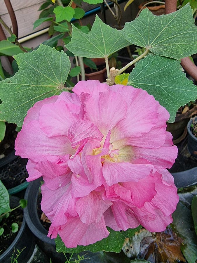 Big Pink Flower & X22;Putan : Hibiscus Mutabilis& X22; Stock Image ...