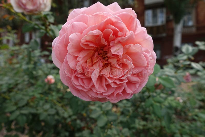 Big pink flower of rose stock image. Image of botany - 140363681